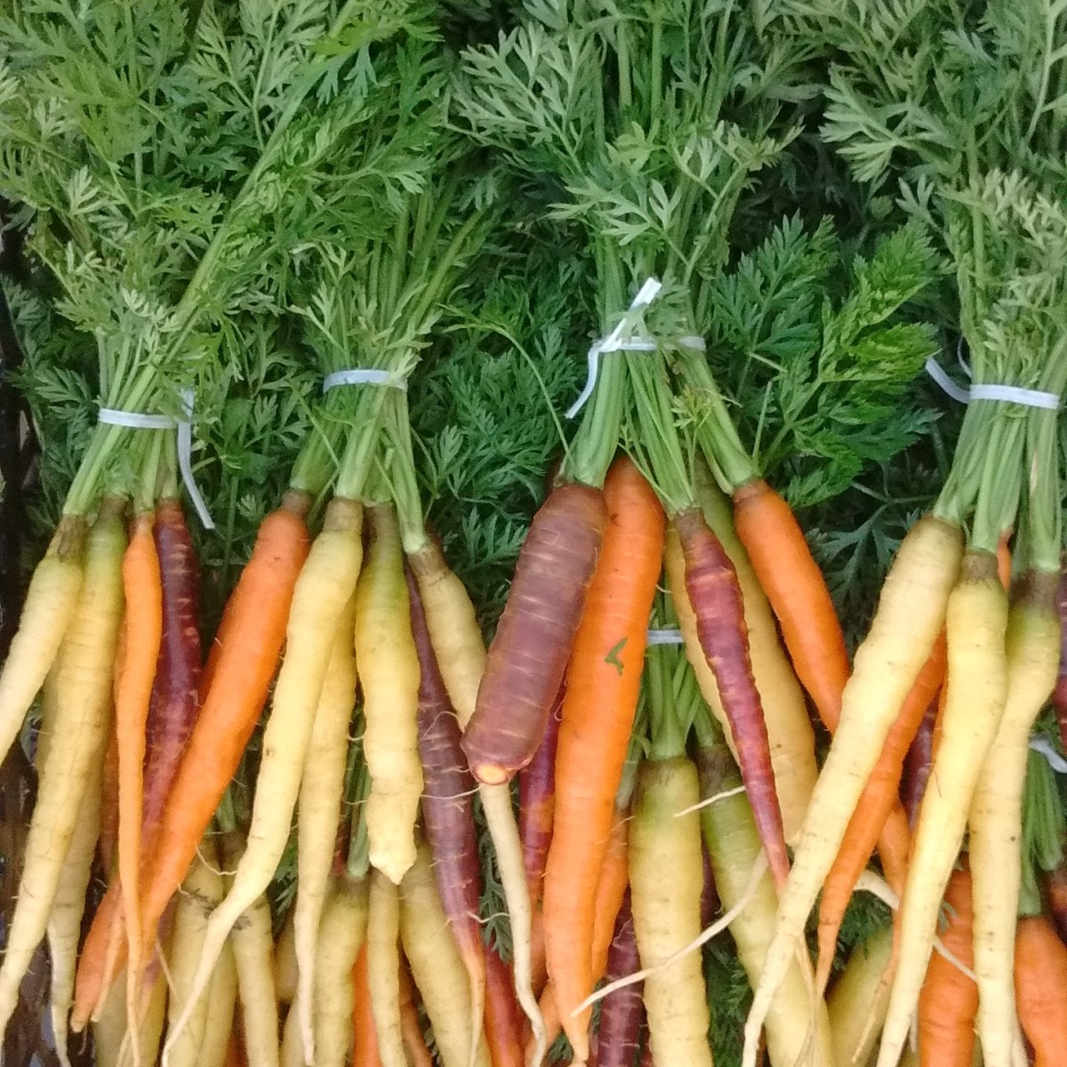 Community Farmer Program – Flemo Farm