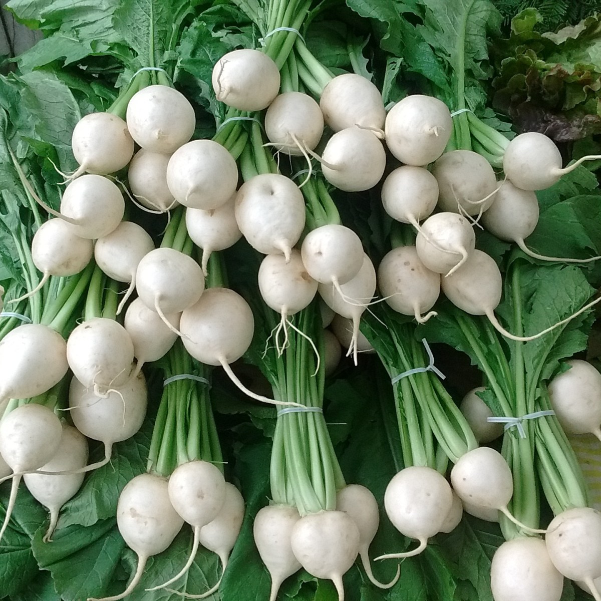 Steering Committee – Flemo Farm