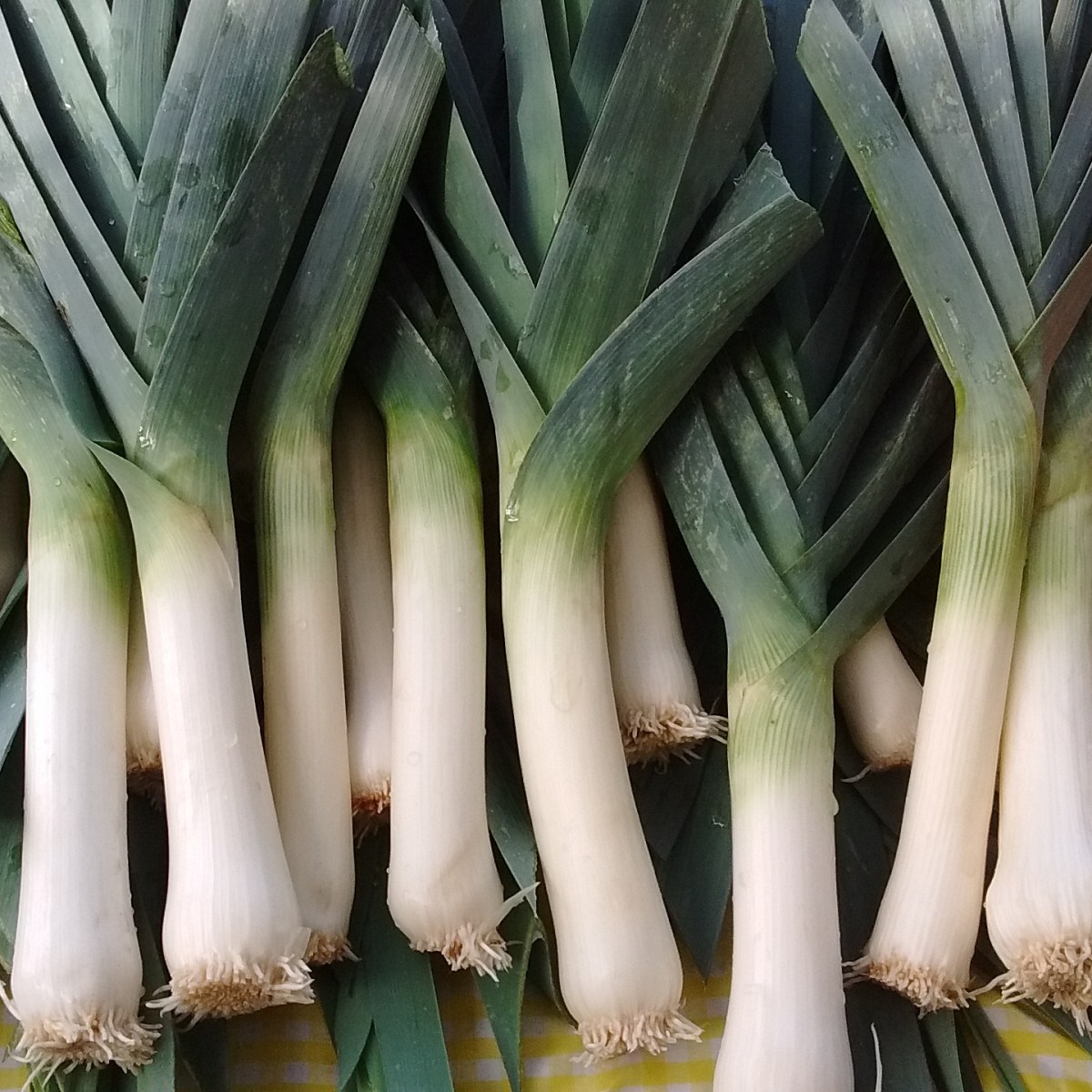 History – Flemo Farm