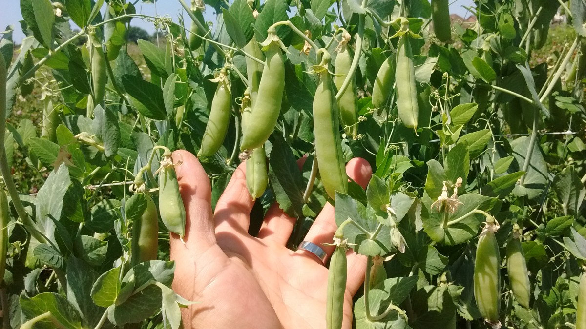 Get Involved – Flemo Farm