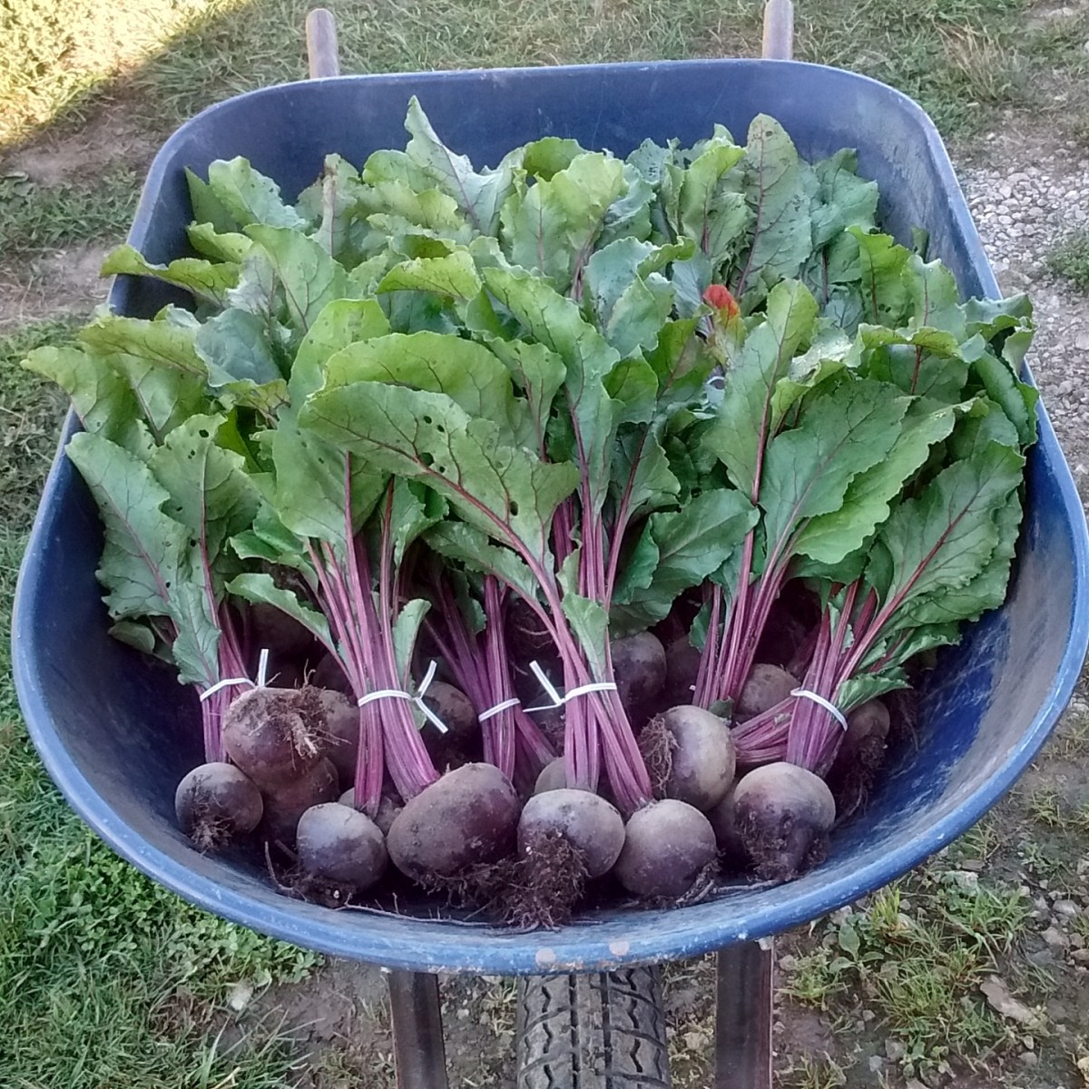 Frequently Asked Questions About Flemo Farm – Flemo Farm