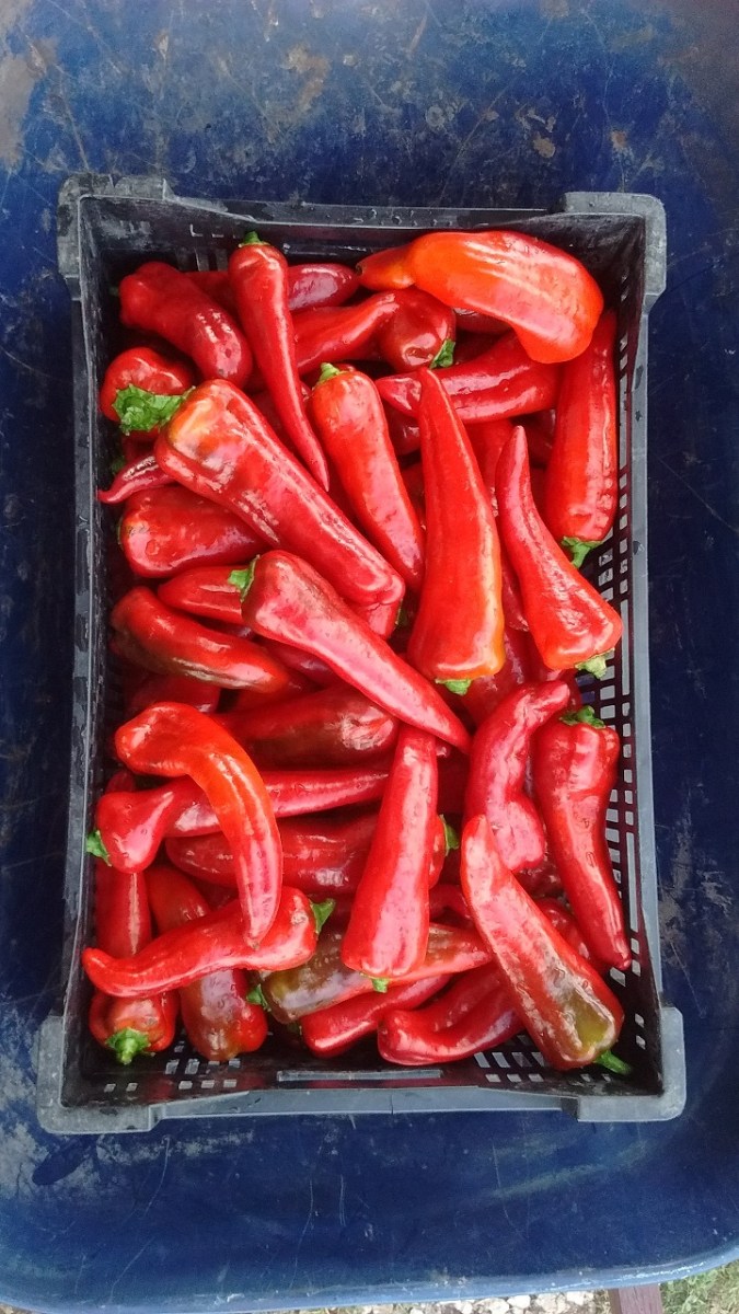 Community Farmer Resources – Flemo Farm